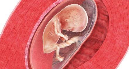 12 uker | Gravid | Babyverden.no